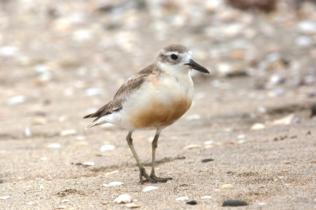 Piping plover beset by predator | News, Sports, Jobs - The Mining Journal